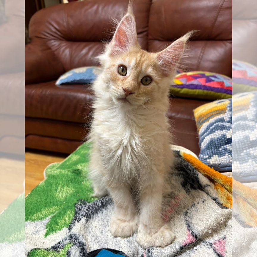 Мейн-кун котёнок