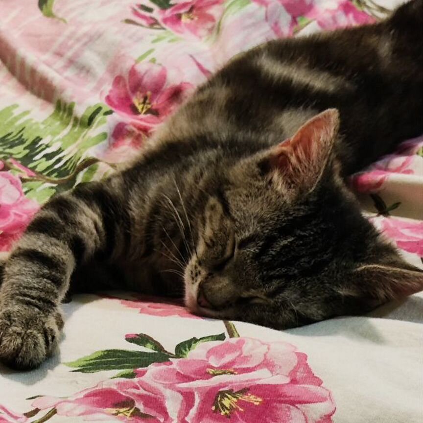 Котёнок в добрые руки