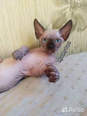 Канадский сфинкс Куколка