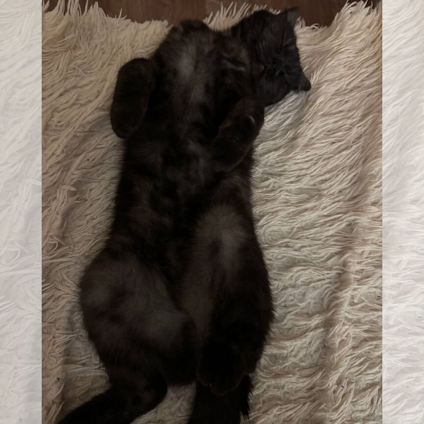 Шотландская вислоухая короткошёрстная кошка, взрослая