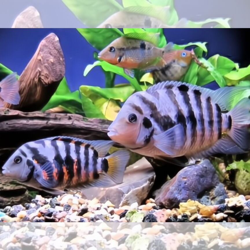 Цихлозома чернополосая