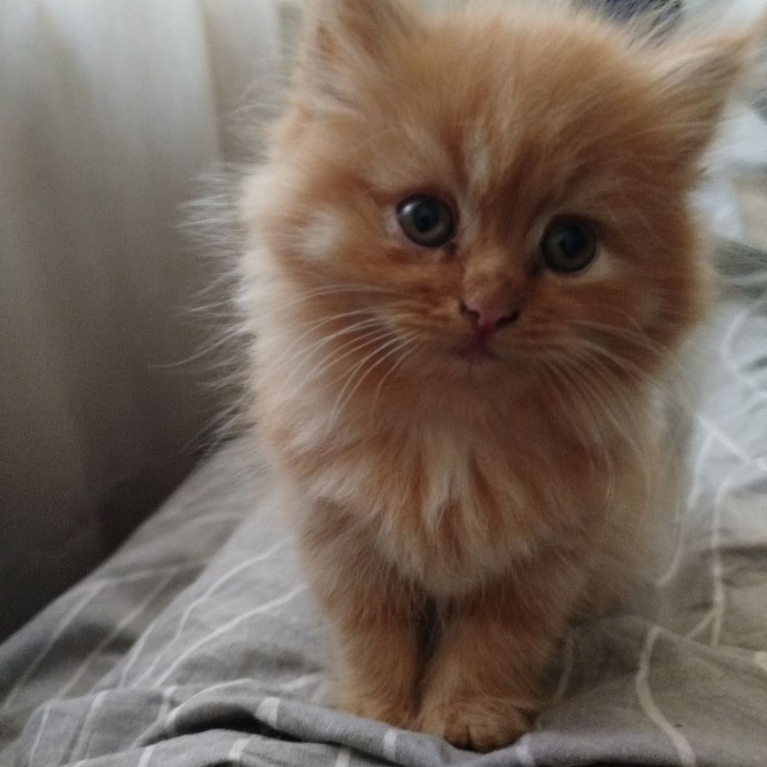 Котёнок