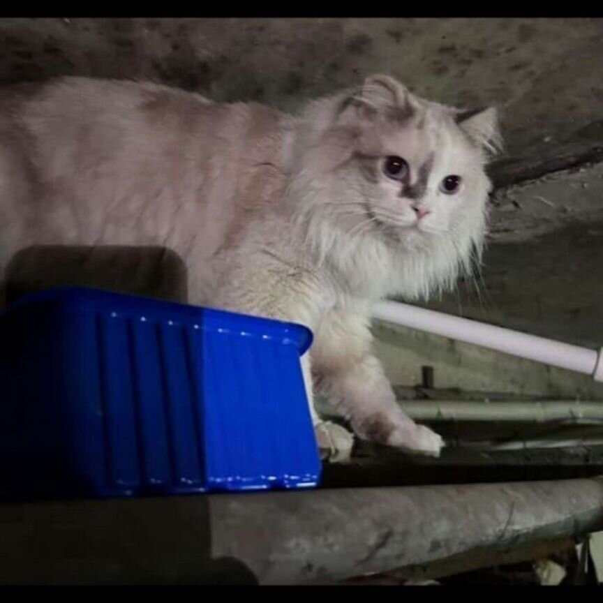 Кошечка с маленькими ушками