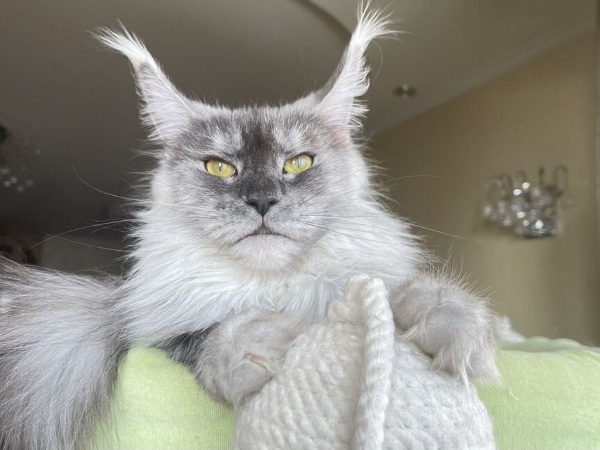 Кошка мейн кун