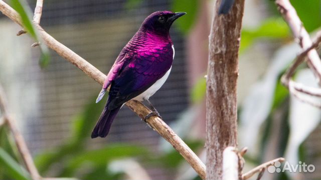 Аметистовый скворец