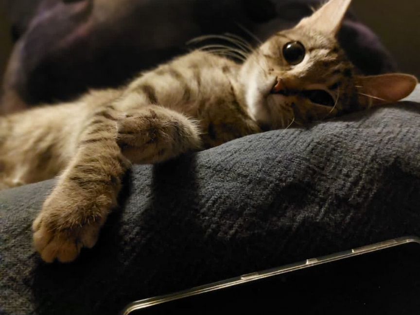 Кошечка подросток (9мес)