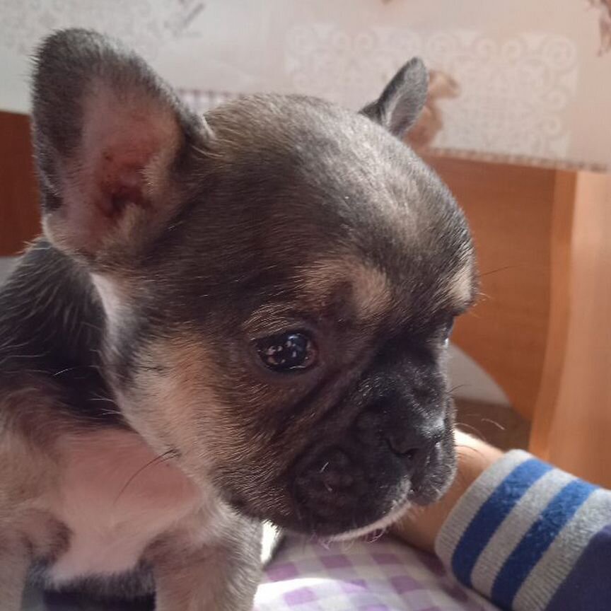 Французский бульдог щенки