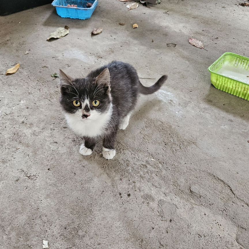 Котенок в добрые руки (мама породистая)