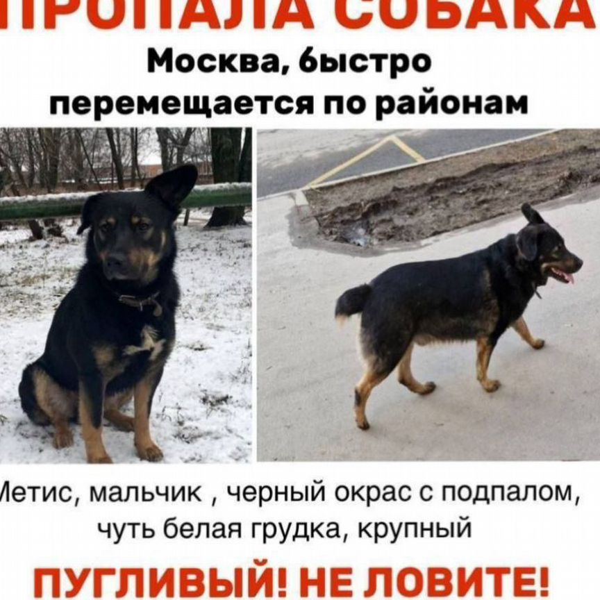 Взрослый пёс в добрые руки