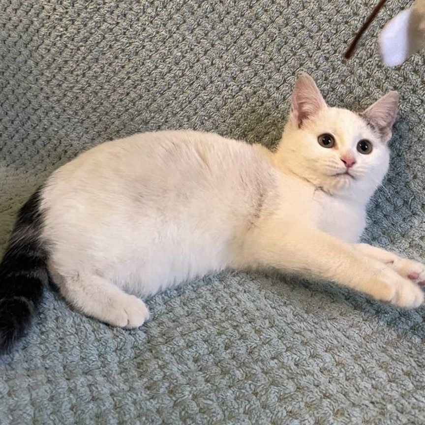 Котёнок в добрые руки