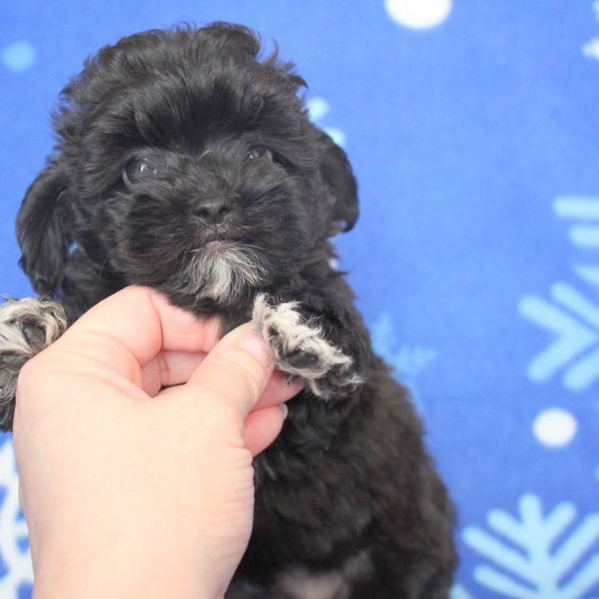 Мини Мальтипу