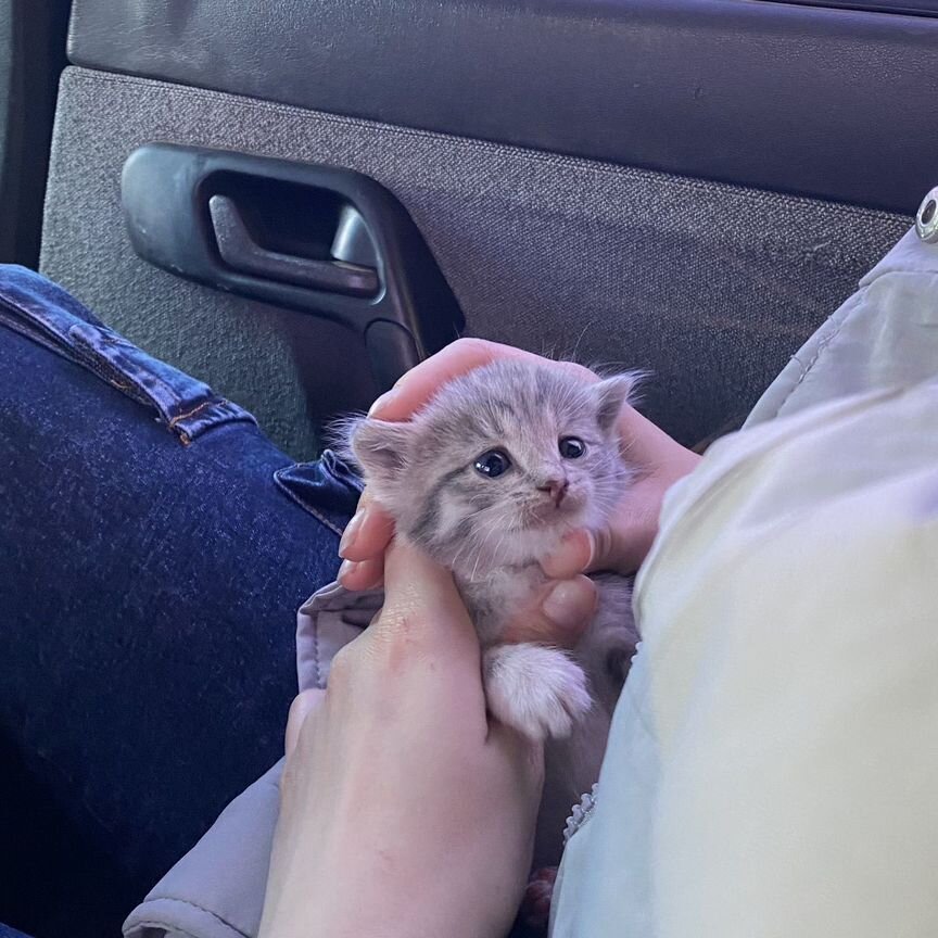 Котята бесплатно