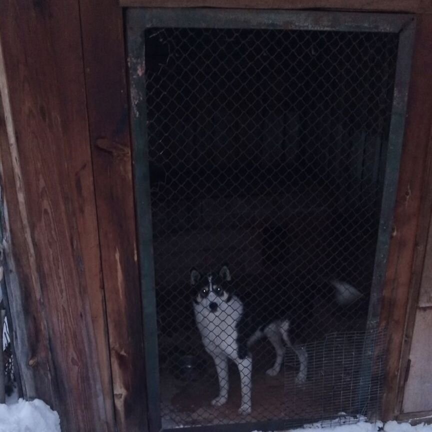 Западносибирская лайка, взрослая собака