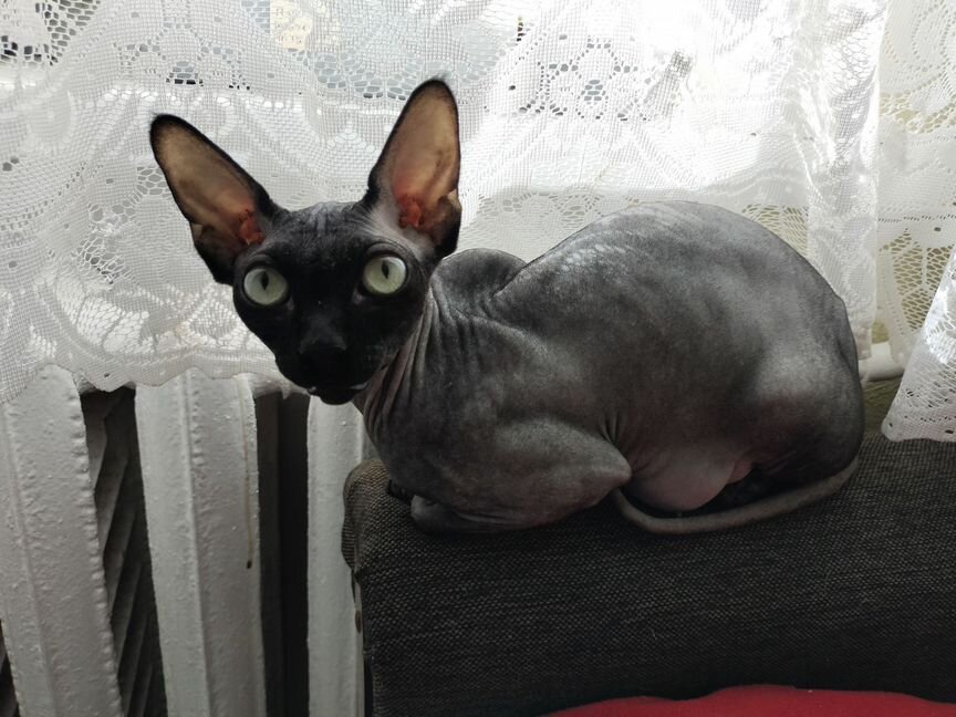 Канадский сфинкс котенок