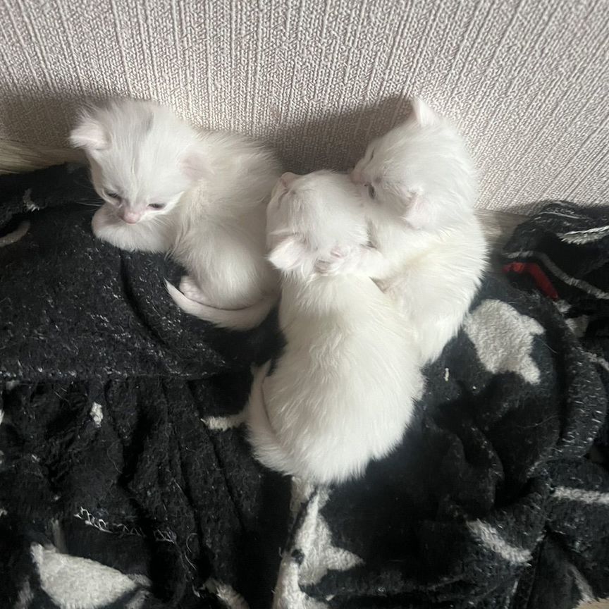 Ангорские котята