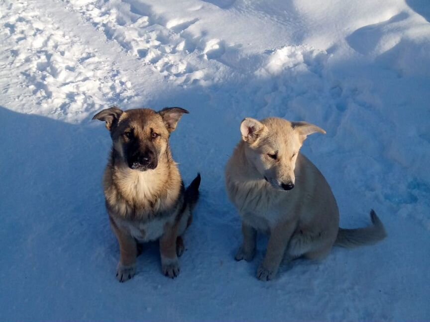 Щенки в добрые руки