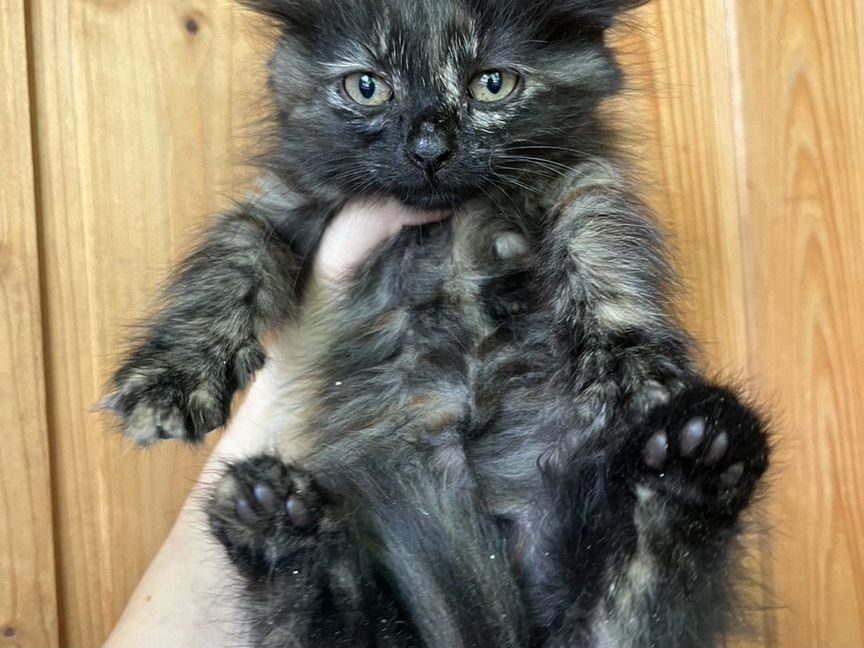 Котенок совенок