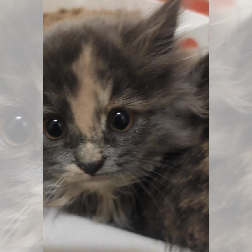Котята отдам в добрые руки бесплатно