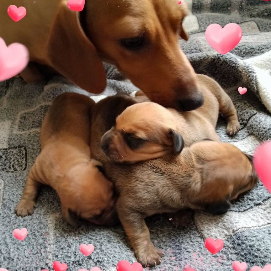 Рыжие таксята