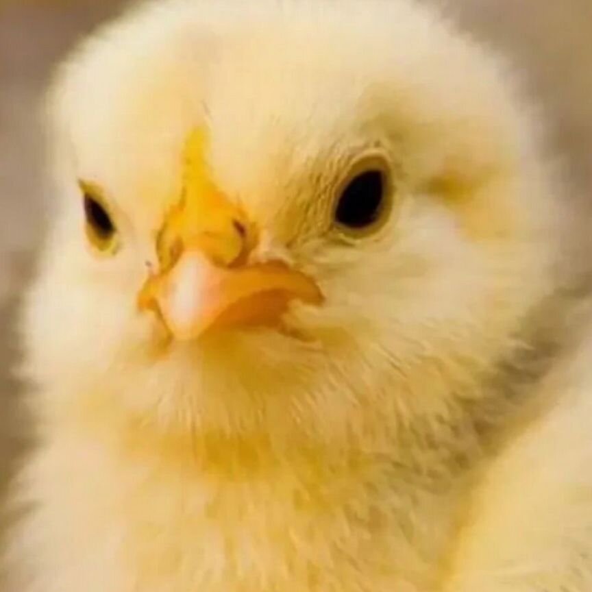 Цыплята бройлеры росс 308