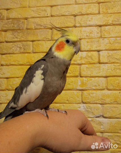 Попугай Ручной Корелла с клеткой