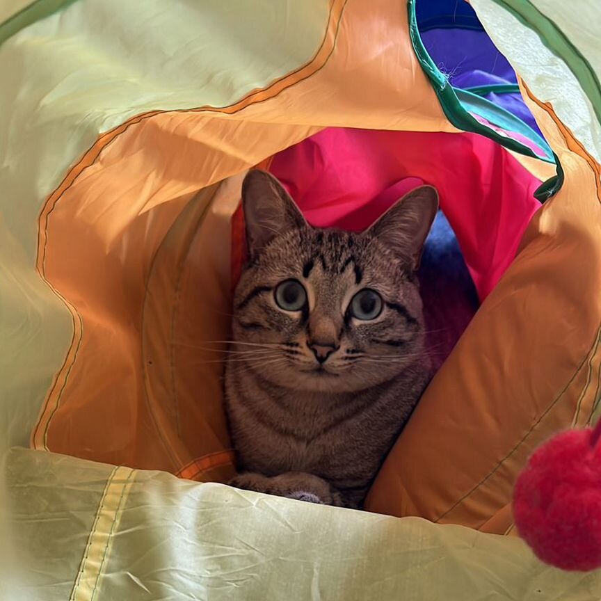 Охос азулес