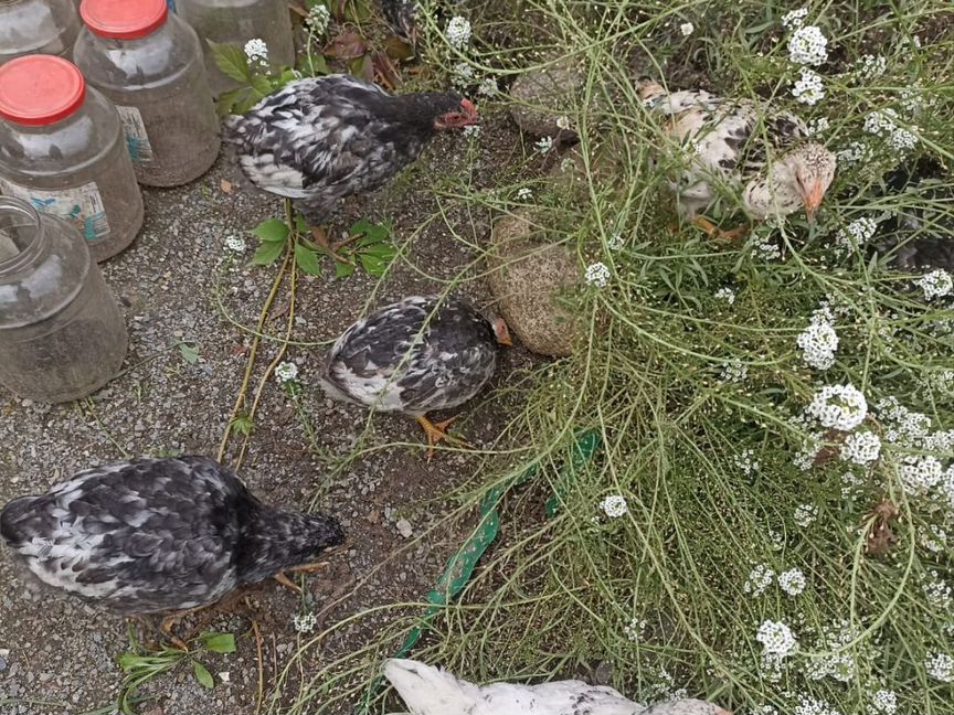 Цыплята от несушки 2,5 мес