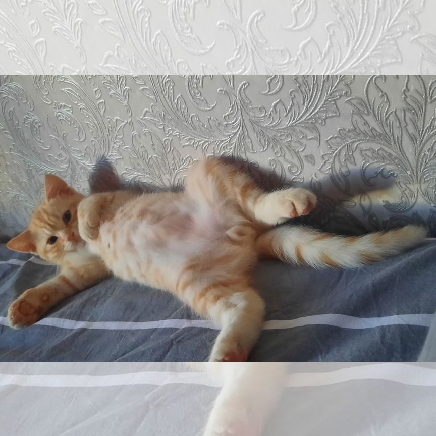 Отдам кота в хорошие руки