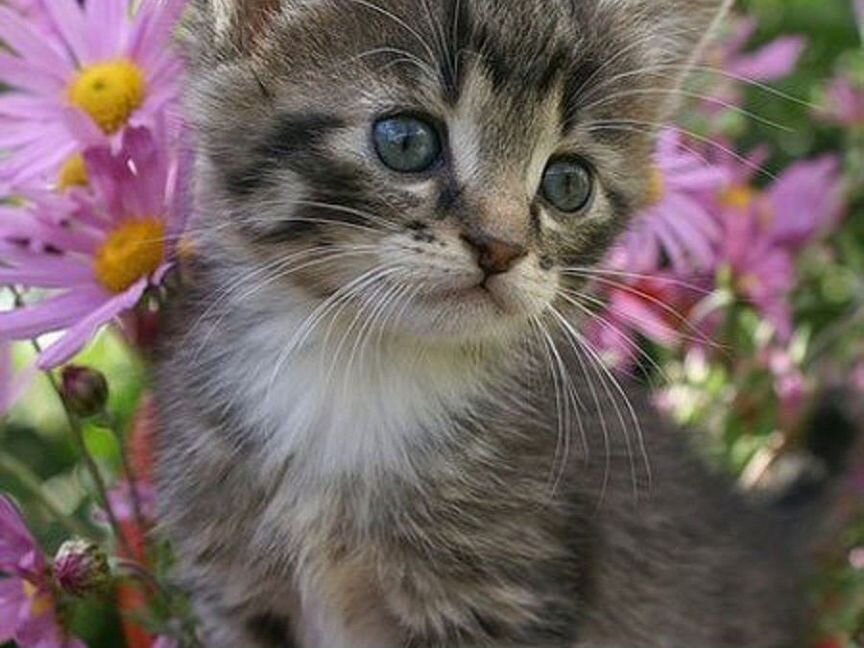 Самый преданный друг в добрые руки