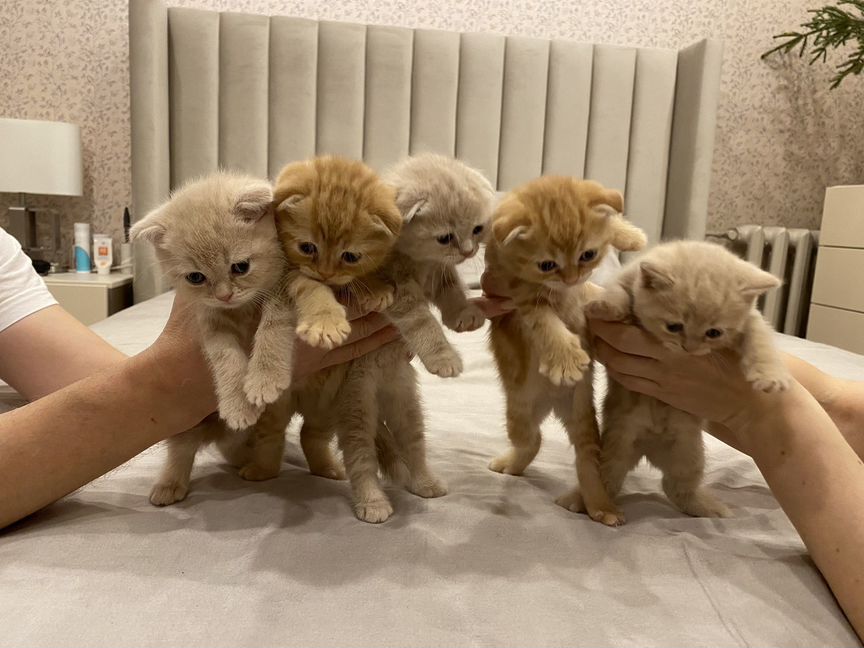Шотландские вислоухие котята