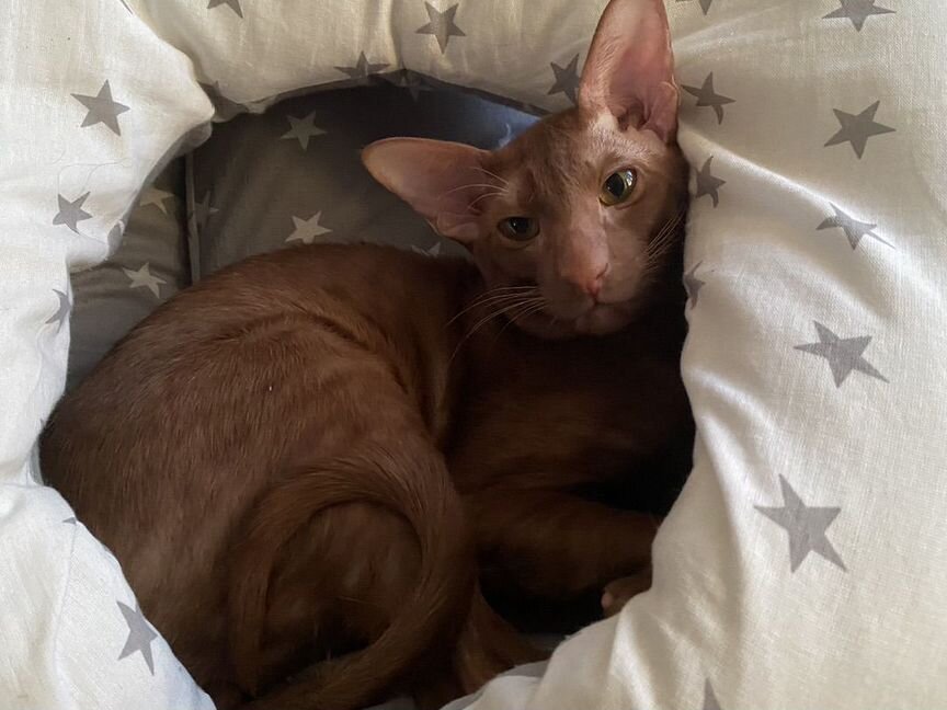 Ориентальный кот