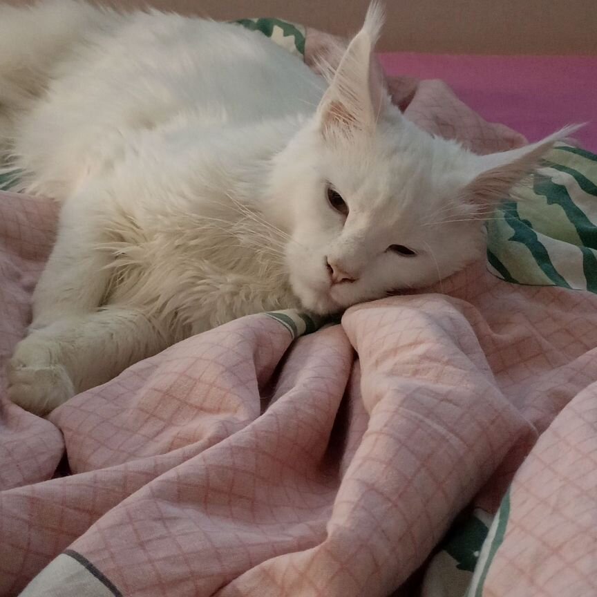 Кот мейн-кун вязка