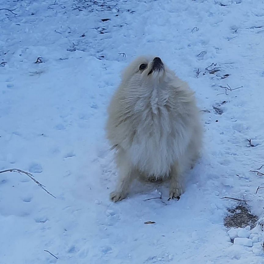 Продам собак