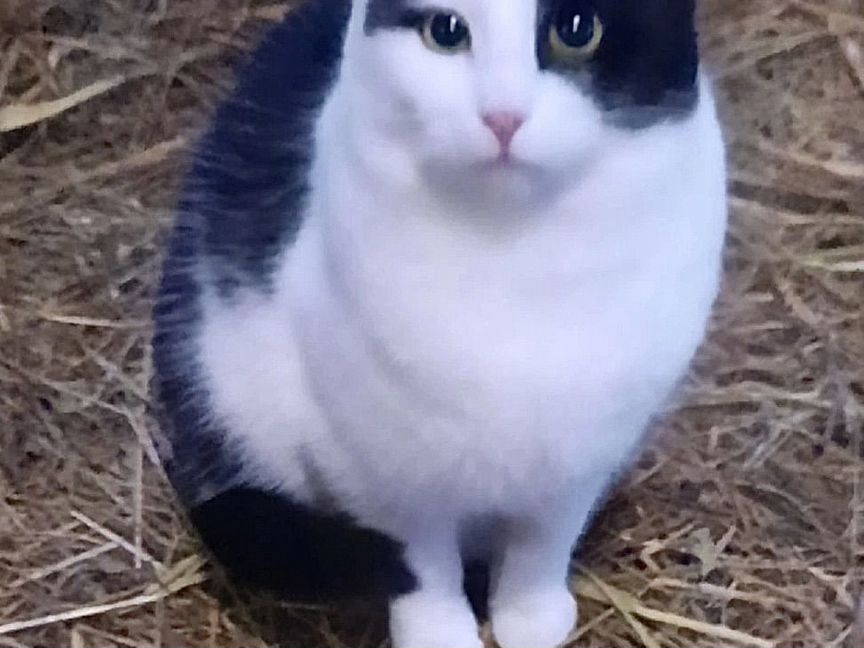 Кот котенок черный белый