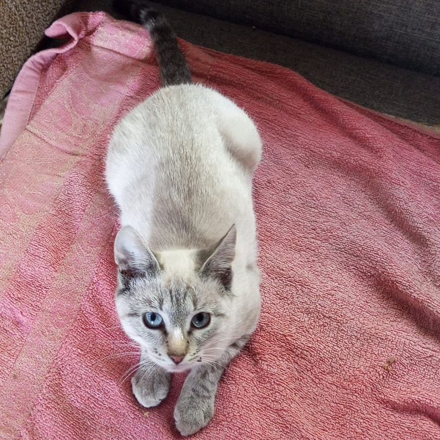 Голубоглазый тайский мальчик, 5 мес