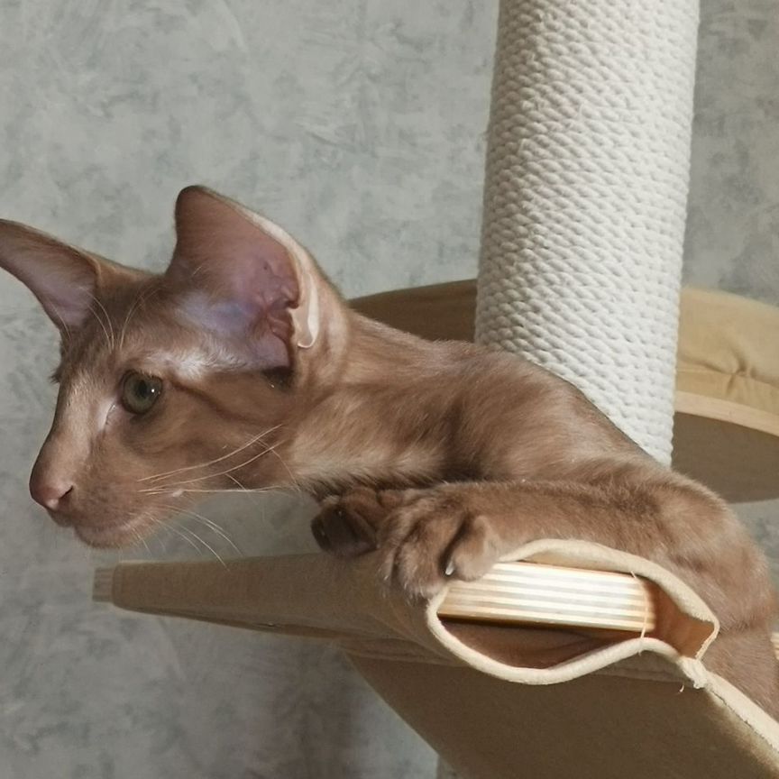 Ориентальный котёнок