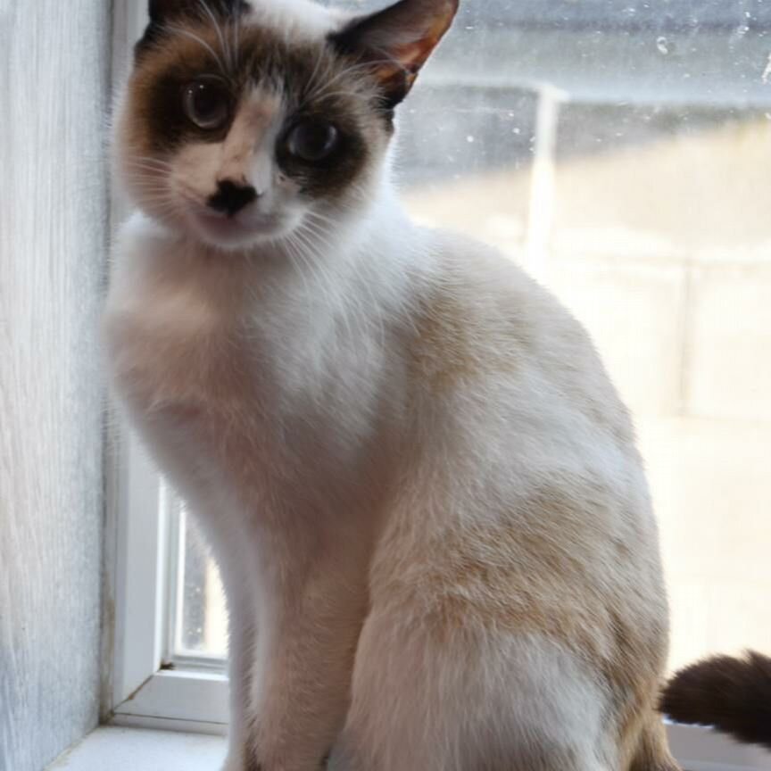 Девочке около года. выкинули в село. стерилизована