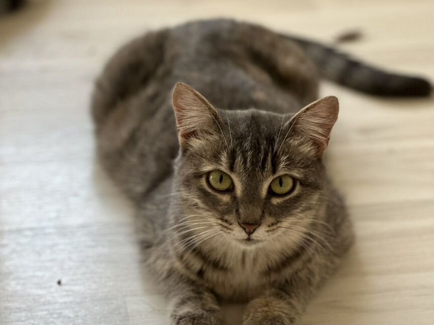 Ласковая кошечка Кнопочка ишет дом