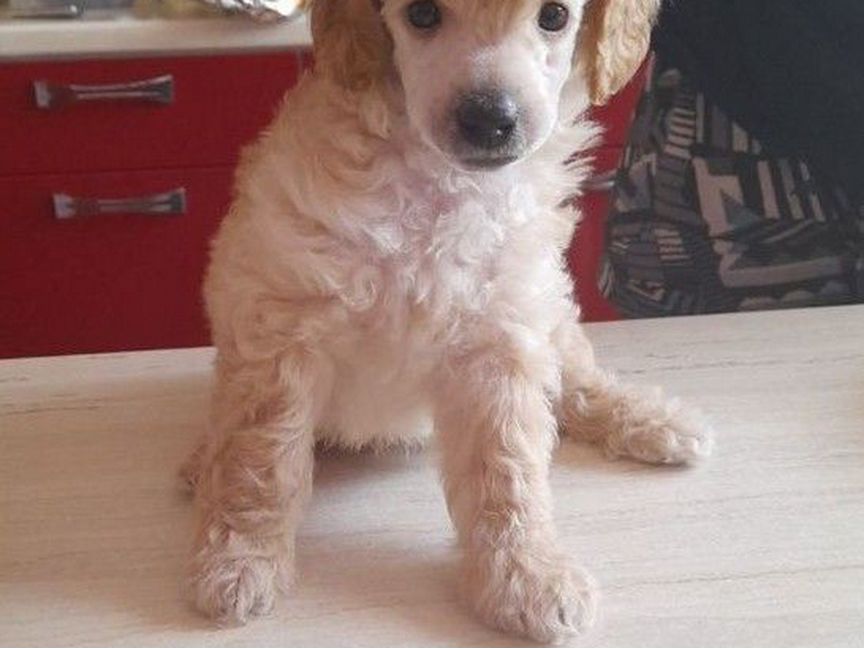 Средний пудель щенки