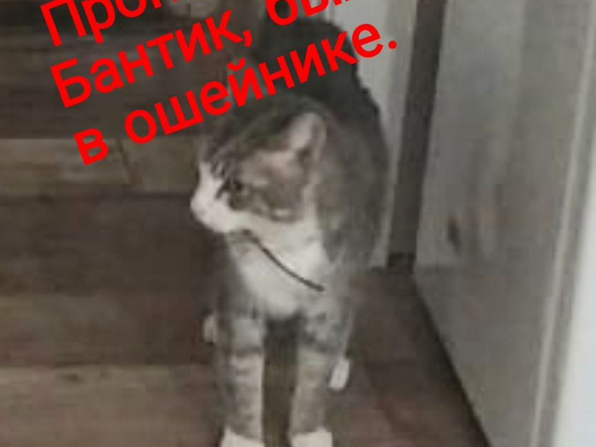 Котик Бантик 14 лет