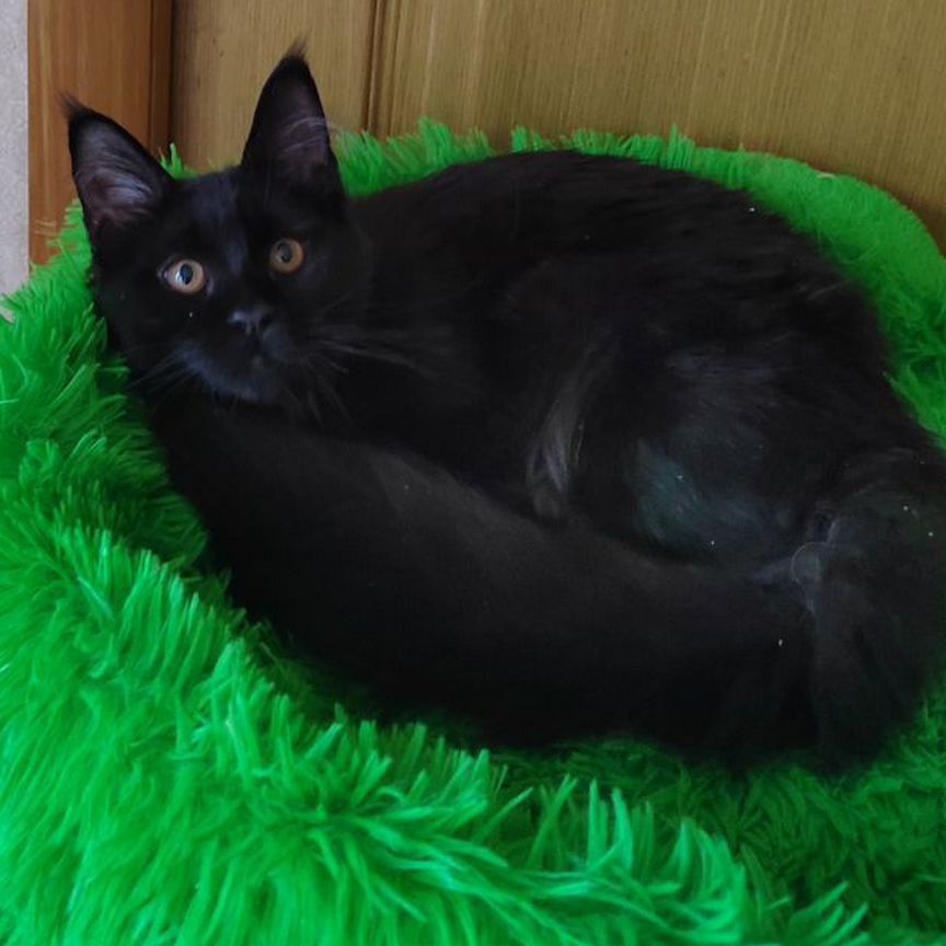 Котик мейн кун