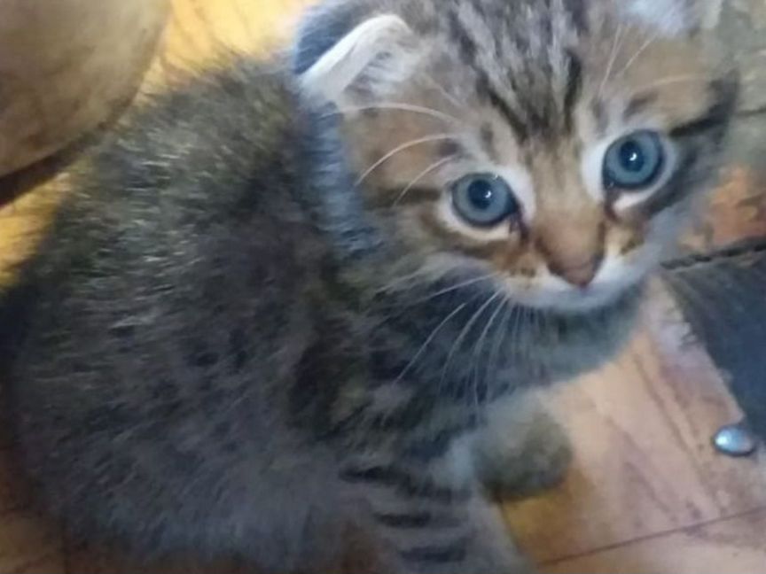 Кошка