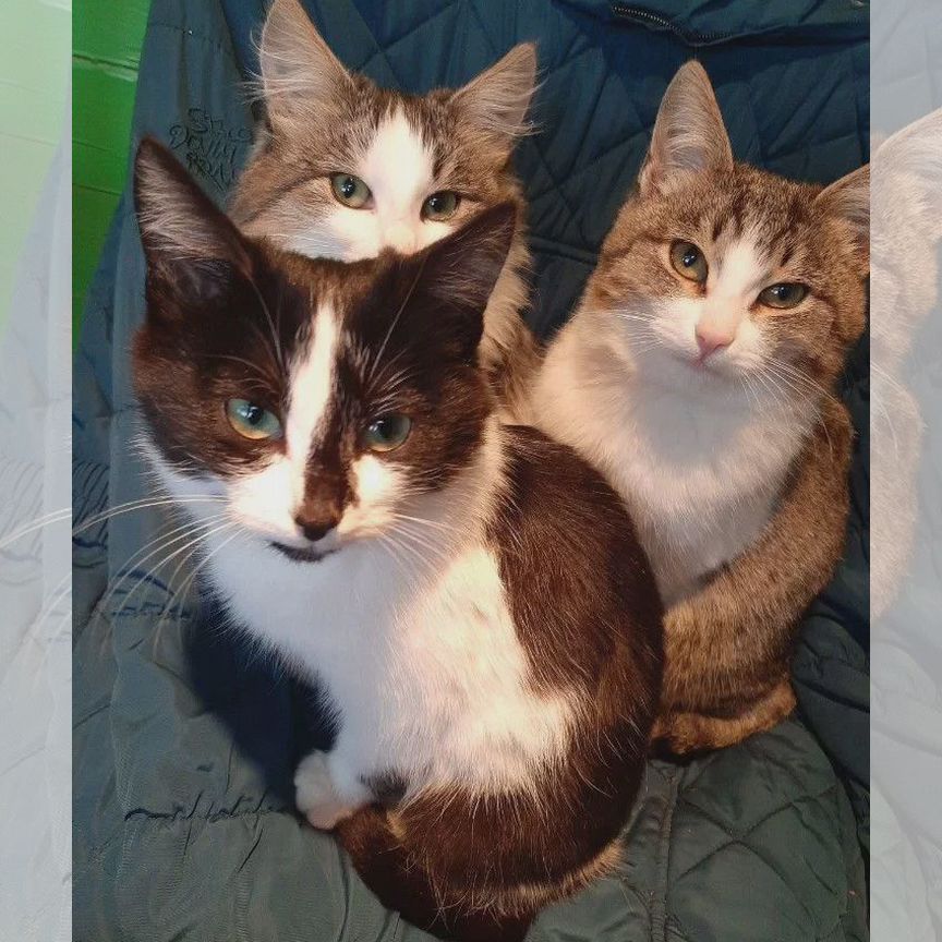 Котята брошены одни