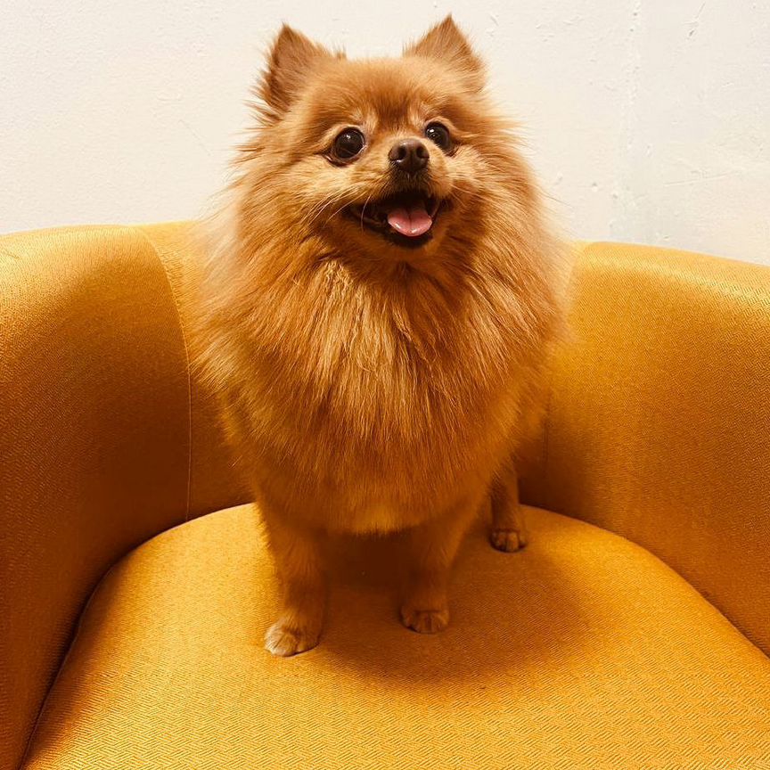 Померанский шпиц, взрослая собака