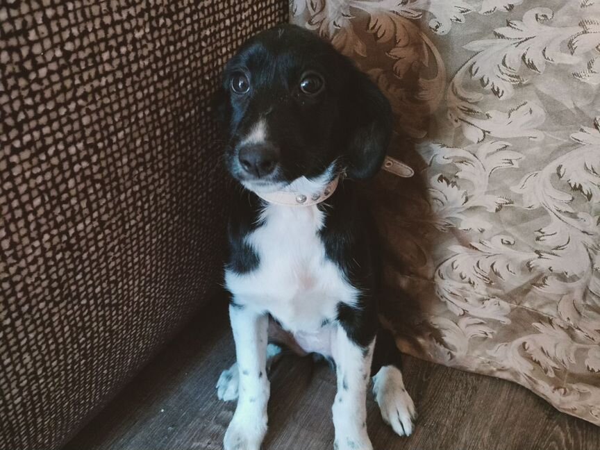 Собака в добрые руки отдам бесплатно