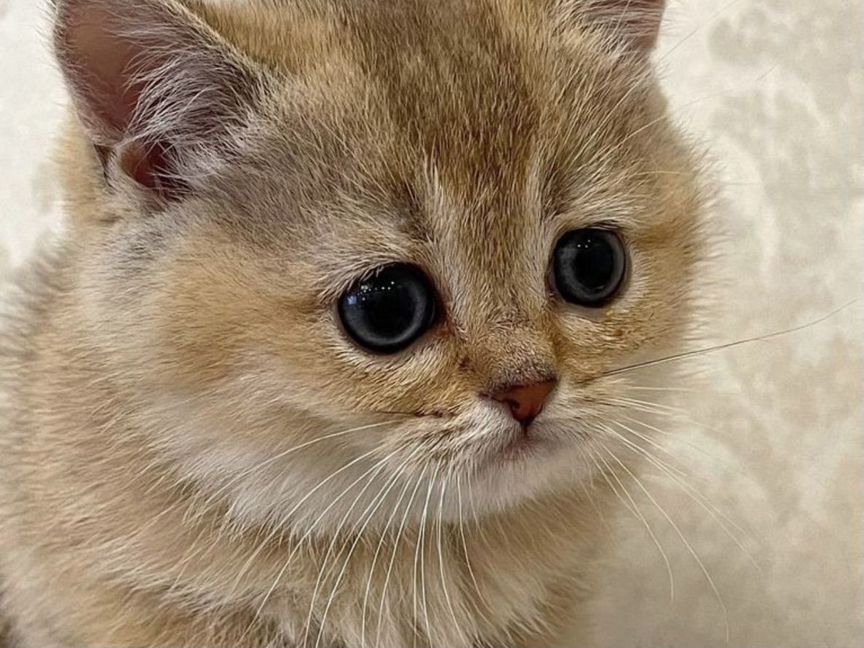 Плюшевая Золотая девочка Шоколадная шиншилла