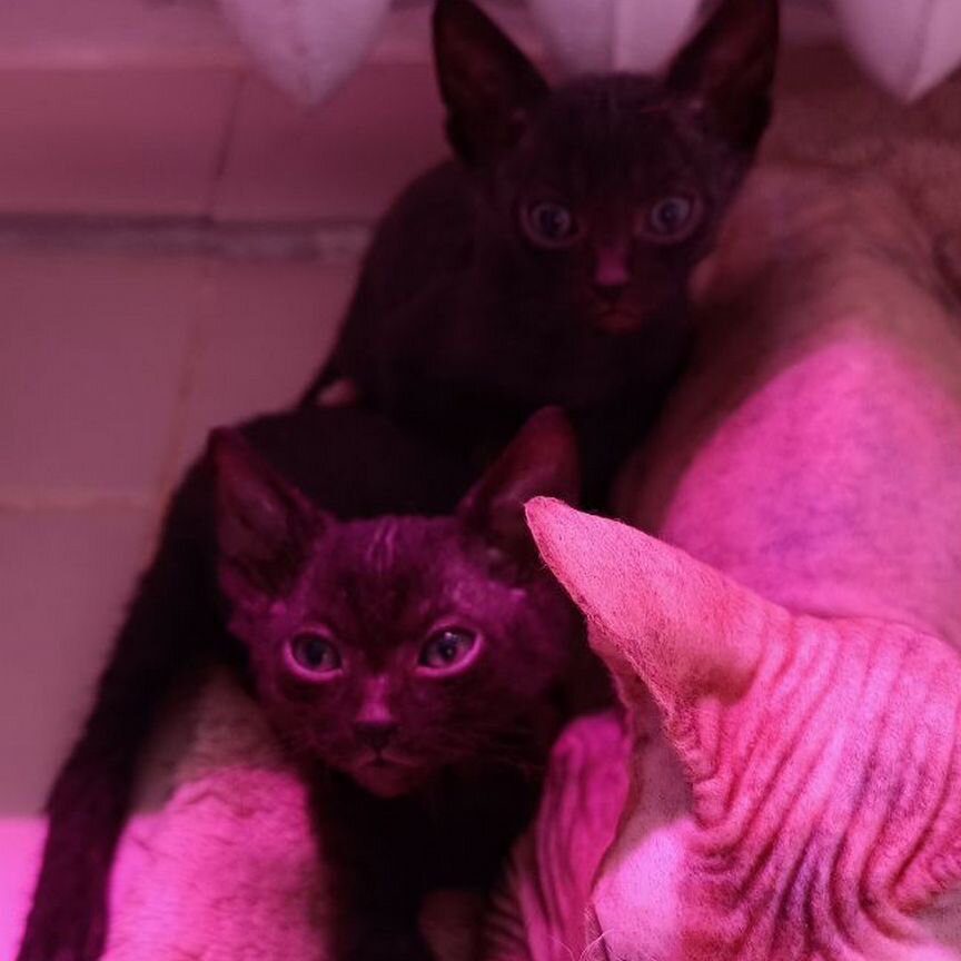 Котята сфинксы браш