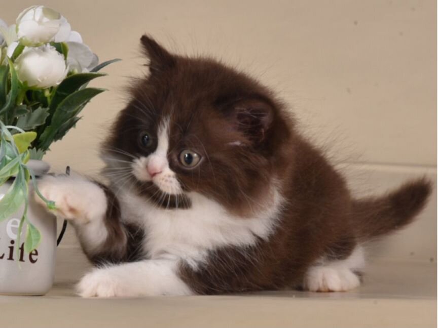 Британская кошечка