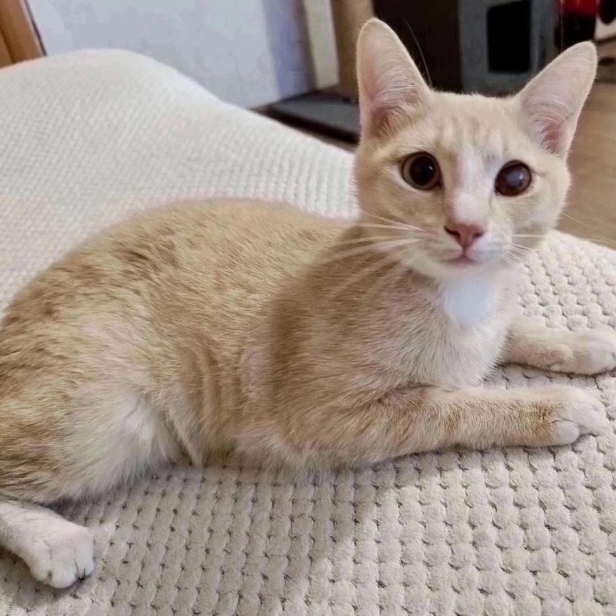 Взрослый кот в добрые руки