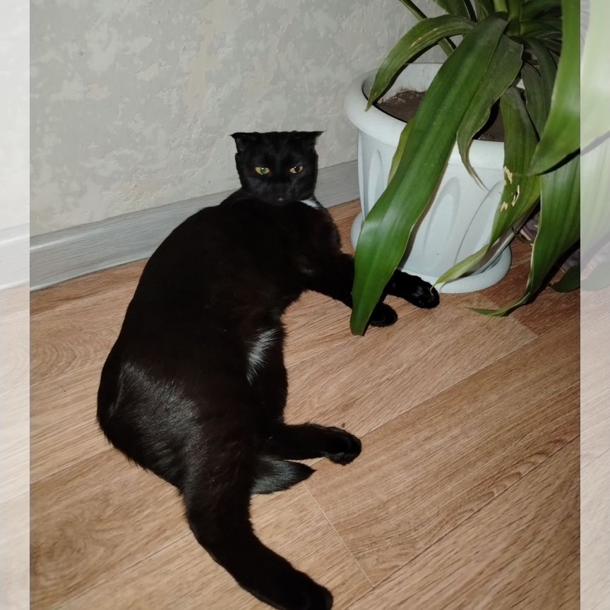 Шотландская вислоухая короткошёрстная, взрослая кошка